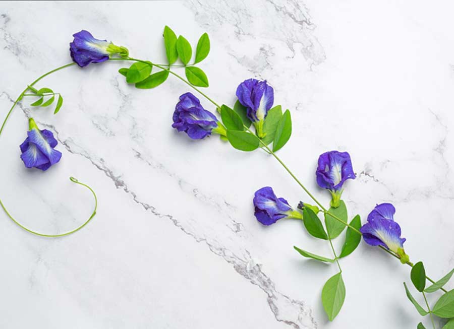 Aparajita Phool Ke Upay in Dussehra: धन लाभ के लिए दशहरा के दिन आजमाएं ...