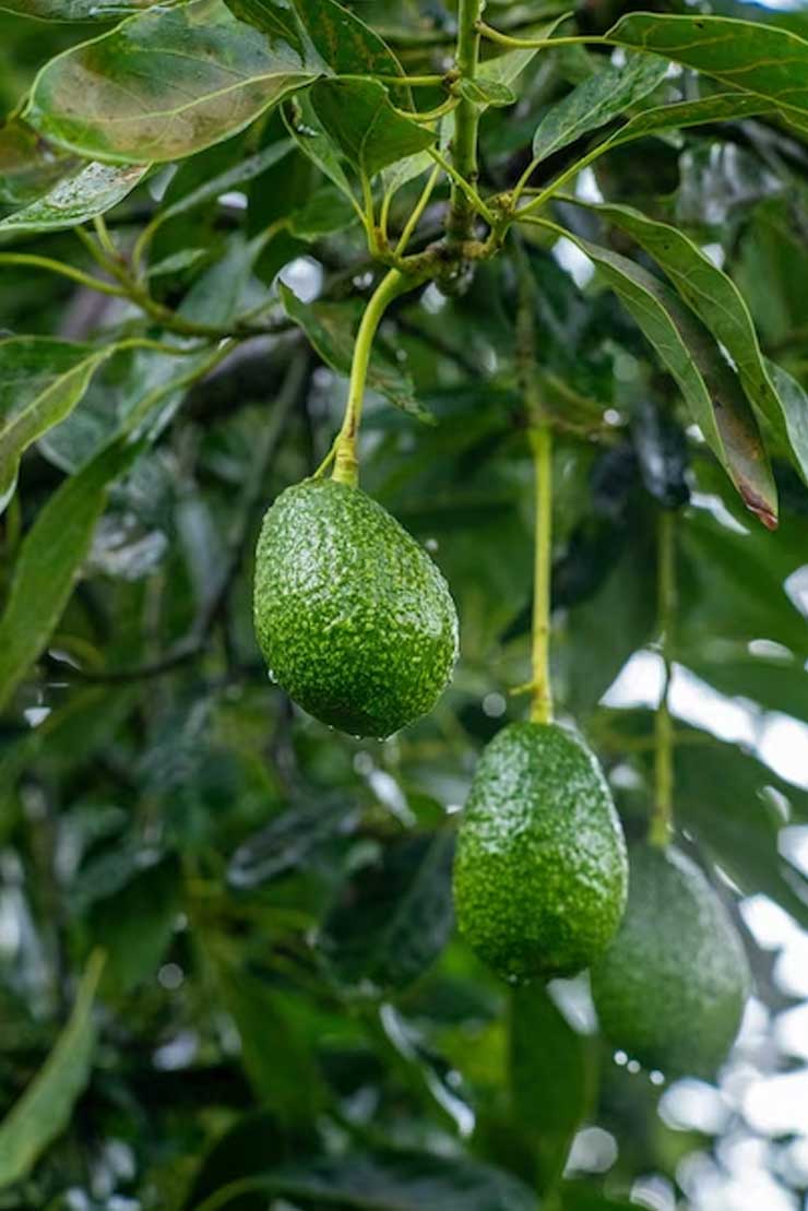 घर पर आसानी से लगा सकते हैं एवोकाडो का पौधा, जानें कैसे | how to grow ...