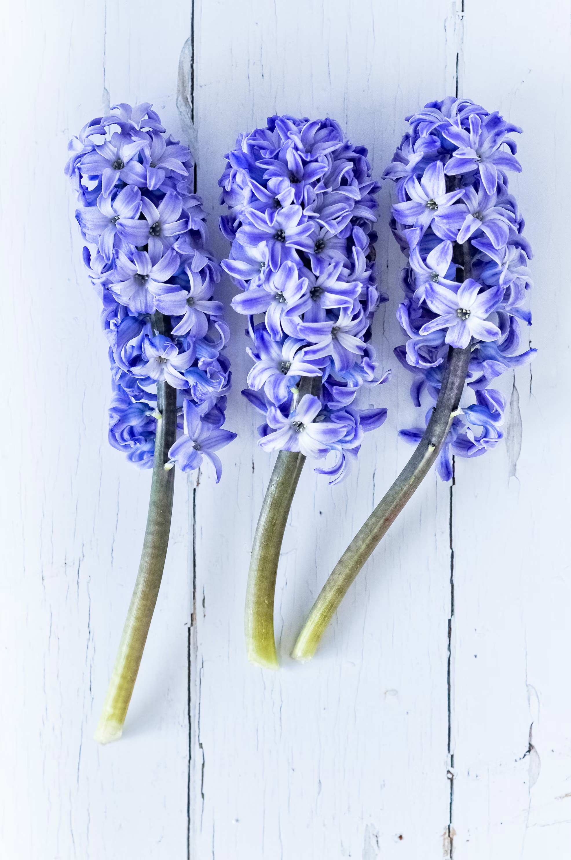 5 Unique Flowers That You Can Grow In Your Small Terrace Garden ...