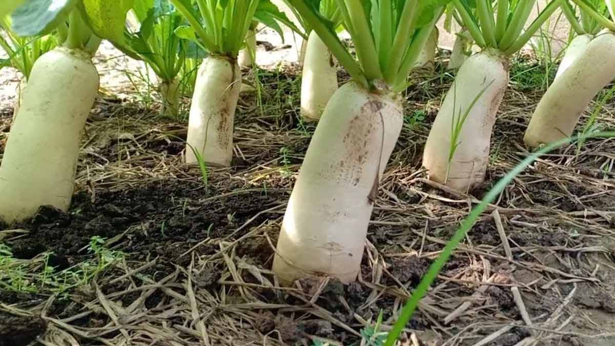 Regrow Radish: घर पर ही मूली के डंठल को उगाने का यह है आसान तरीका | how ...