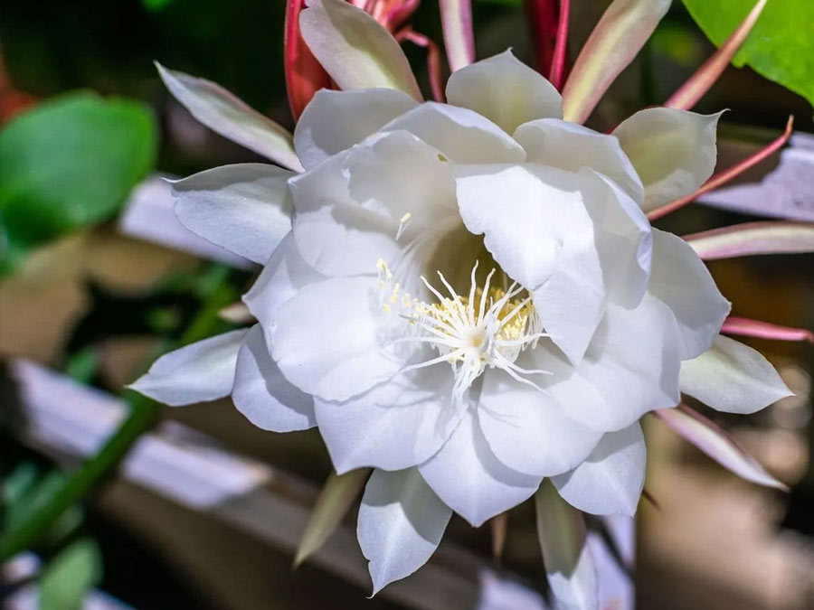 Saussurea obvallata: बेहद दुर्लभ है ये फूल, मिल जाए तो शिवलिंग पर जरूर ...