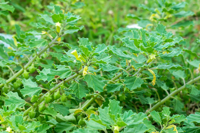 Tribulus Terrestris: इस दुर्लभ पौधे के बारे में आप भी जानें, स्वास्थ्य ...
