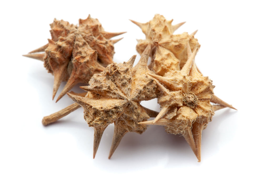 Tribulus Terrestris: इस दुर्लभ पौधे के बारे में आप भी जानें, स्वास्थ्य ...