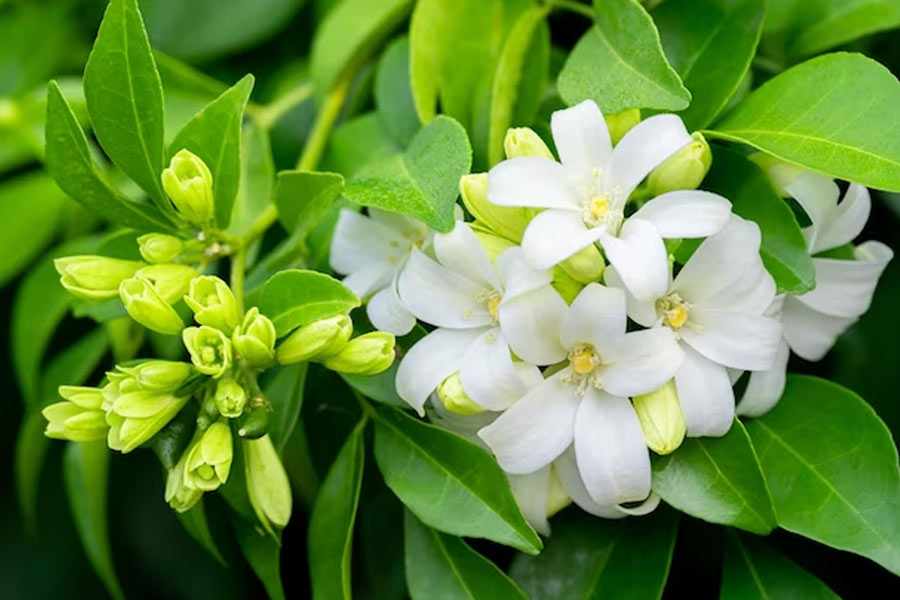 Gardening Tips: गमले में लगाएं यह खूबसूरत फूल, खिलते ही गार्डन खुशबू से ...