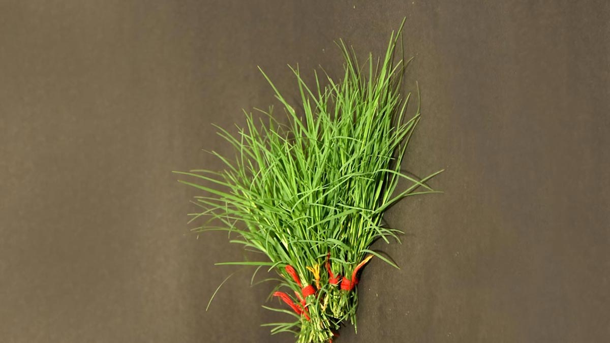 Durva Grass Benefits: गणेश जी को अर्पित की जाने वाली दूर्वा घास सेहत को ...