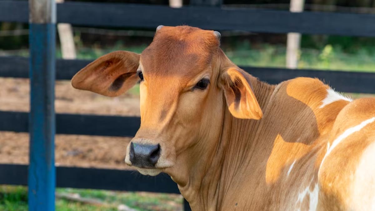 Diwali Daan 2023: दिवाली के दिन गाय को खिलाएं ये खास चीज, माता लक्ष्मी ...