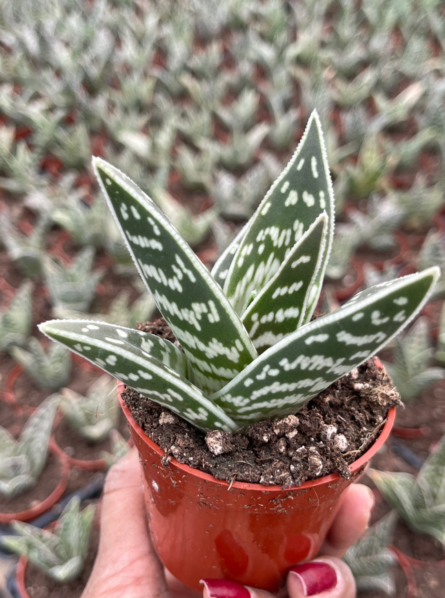 Aloe Vera Gardening: 5 Unique Varieties To Cultivate In Your Garden ...