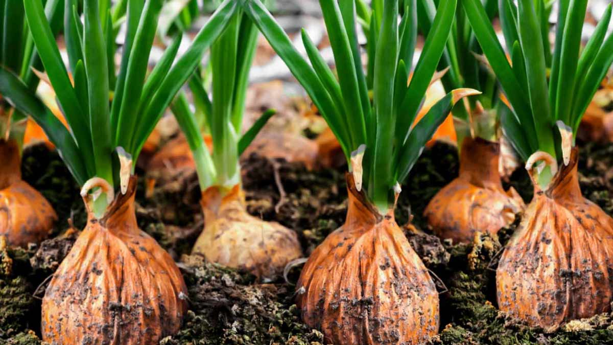 प्याज के पौधों को रोग से बचाने के लिए अपनाएं ये तरीका | how to protect ...