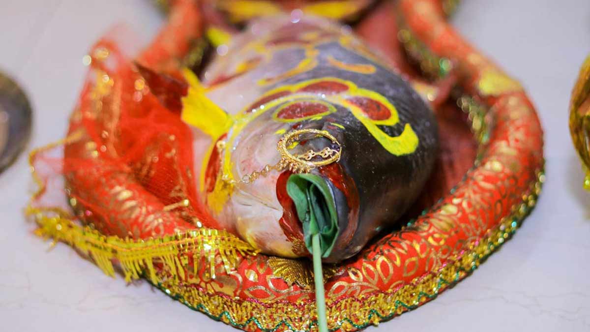आखिर बंगाली शादियों में दुल्हन की तरह क्यों सजाई जाती हैं मछलियां ...