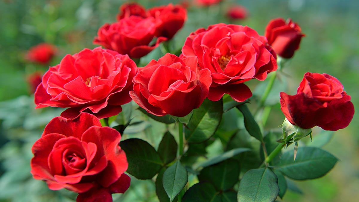 गुलाब उगाने के ये तरीके जान हैरान रह जाएंगे आप | smart way to grow rose ...