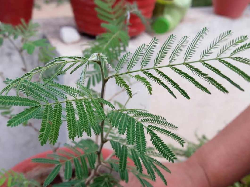 इन 5 राशि के लोगों के लिए शमी का पौधा लगाना हो सकता है विशेष फलदायी ...