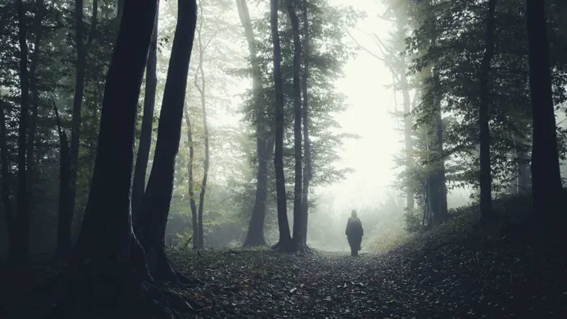 Pisawa Forest UP: पिसवा फॉरेस्ट की कहानी आज भी लोगों को सताती है, आपके ...