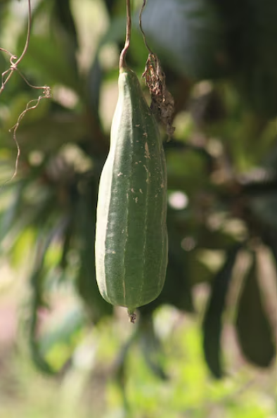 तोरी की सब्जी ही नहीं,चटनी खाने से भी मिलते हैं ये 5 फायदे | health ...