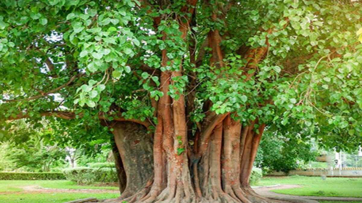 भारत के इस इकलौते राज्य में पेड़ों को भी मिलती है पेंशन | what is tree ...