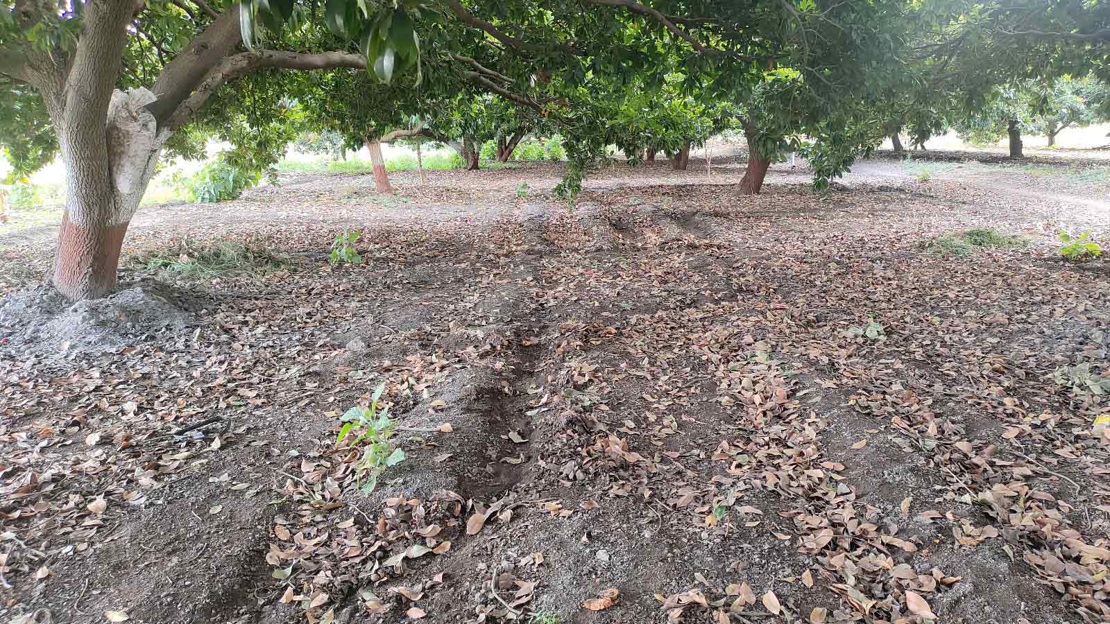 Home Gardening: चीकू से भर जाएगा पेड़, फॉलो करें माली के बताए ये देसी ...