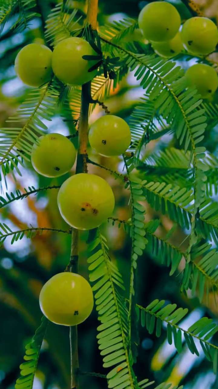 Gardening Tips: जानिए क्या है गमले में आंवले का पौधा लगाने और देखभाल ...