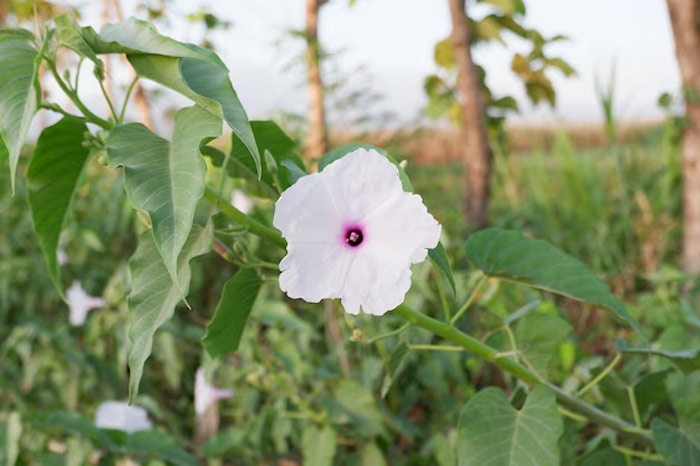 बेशर्म या बेहया के नाम से मशहूर इस पौधे को कैसे मिला ये अजीब नाम ...