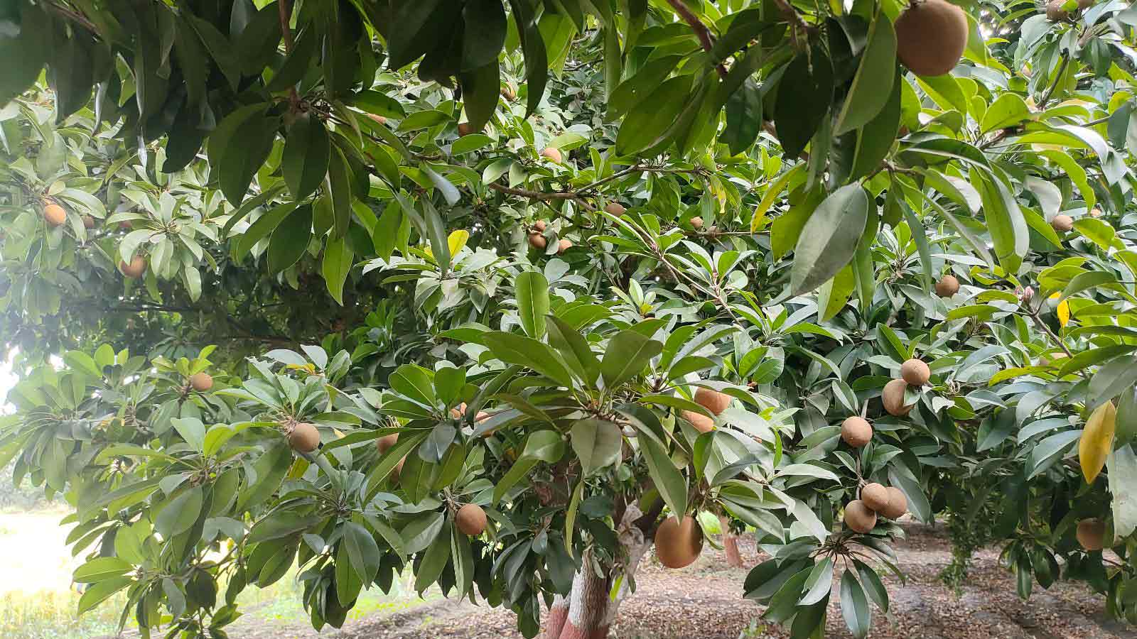 Home Gardening: चीकू से भर जाएगा पेड़, फॉलो करें माली के बताए ये देसी ...