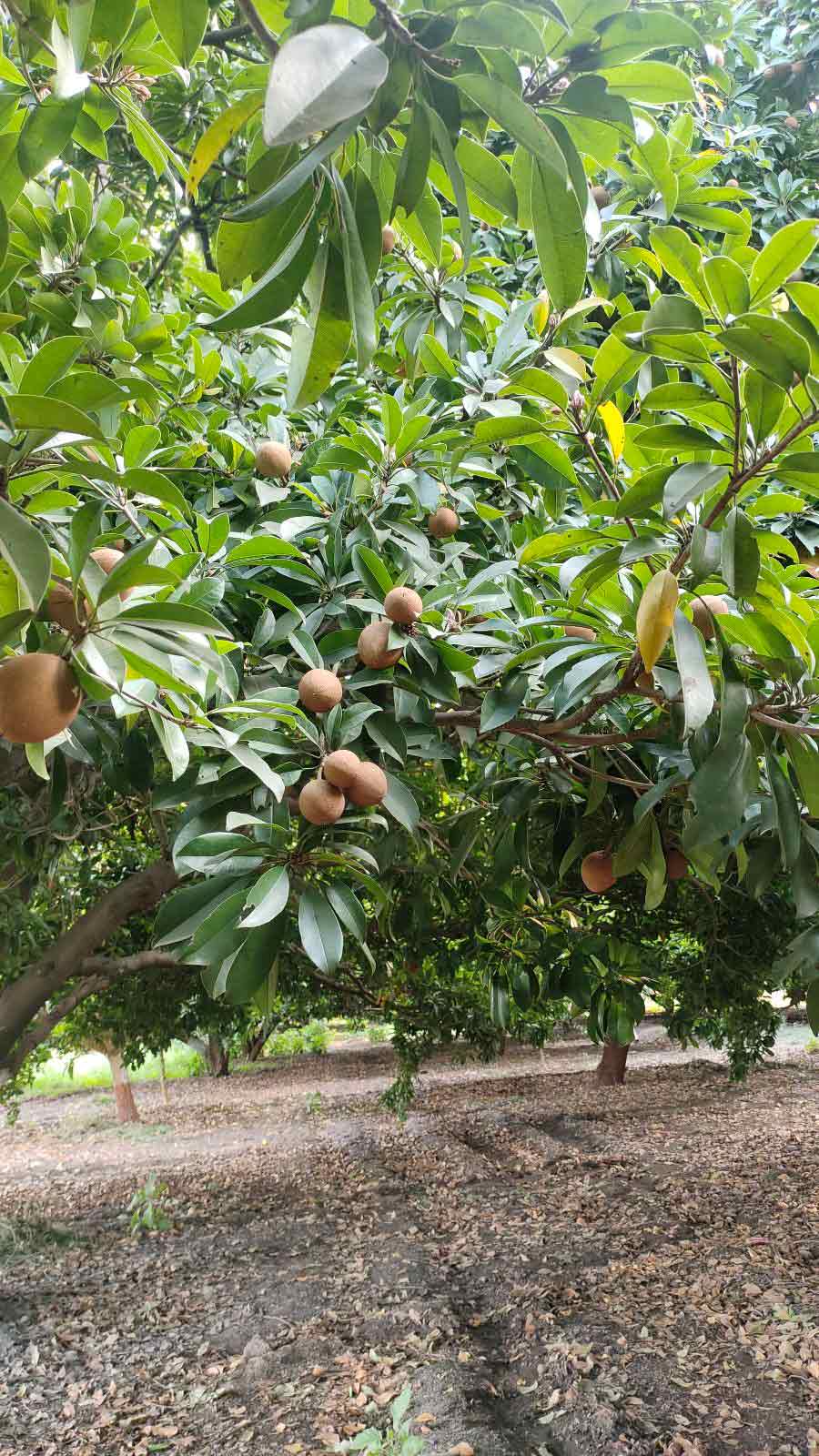 Home Gardening: चीकू से भर जाएगा पेड़, फॉलो करें माली के बताए ये देसी ...