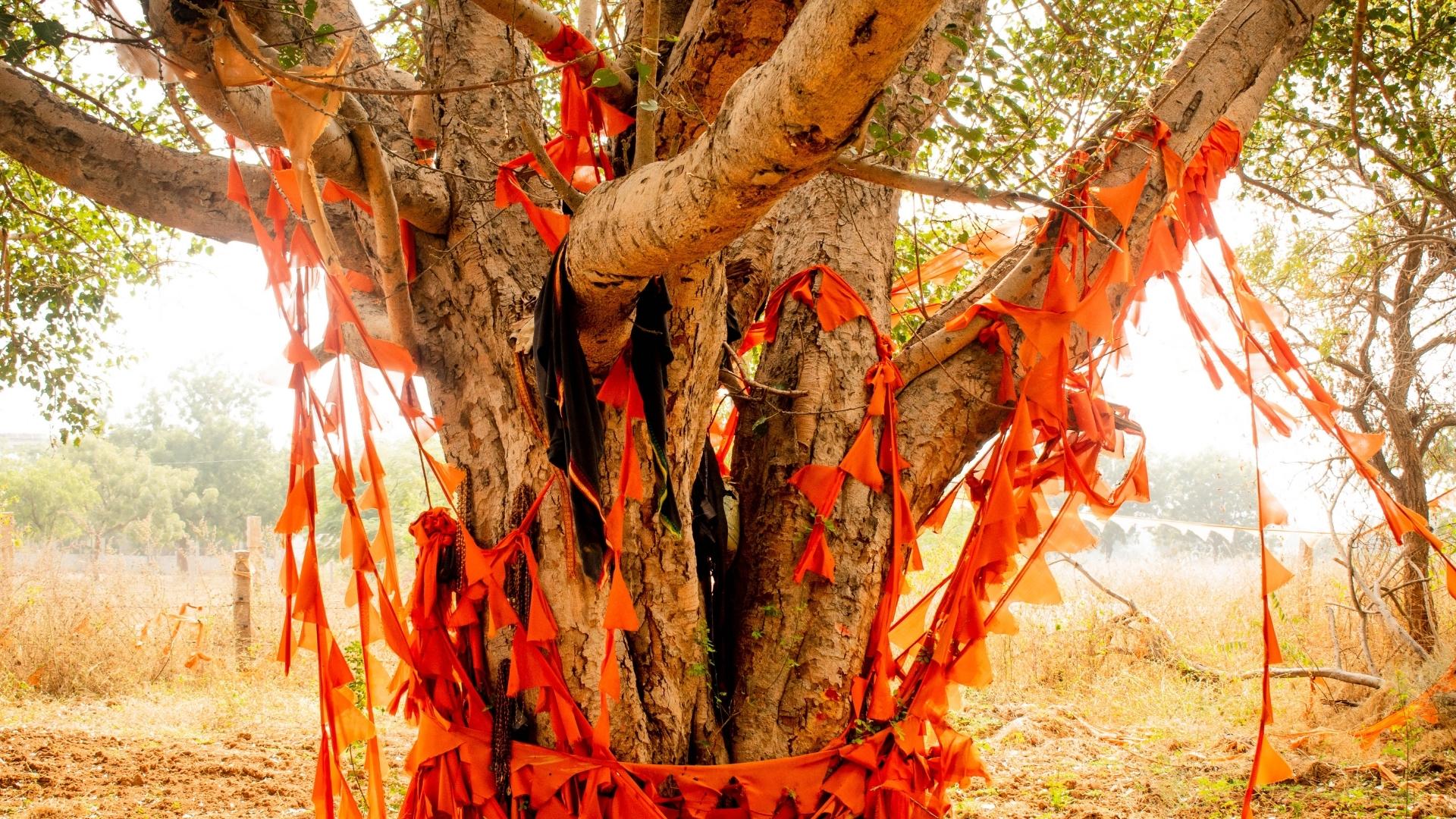 Magh Purnima 2024: माघ पूर्णिमा के दिन क्यों होती है पीपल के पेड़ की पूजा?