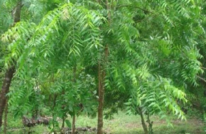 மருத்துவம் குணம் கொண்ட வேப்பம் பூ சட்னி! | easy way to make neem flower ...