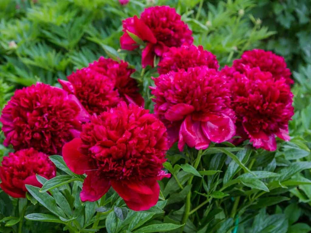 बगीचे में लगाना चाहती हैं लाल रंग के फूल,इन प्लांट को करें सेलेक्ट ...