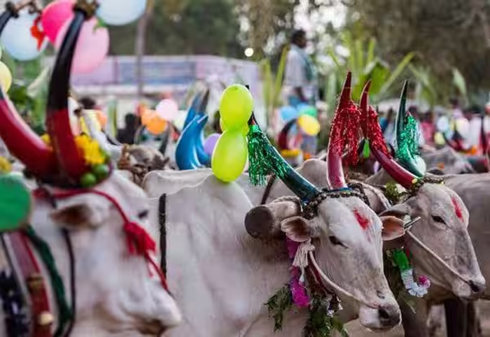 மாட்டுப் பொங்கல்! முக்கிய அலங்காரப் பொருட்கள் தெரியுமா ? | decorative ...