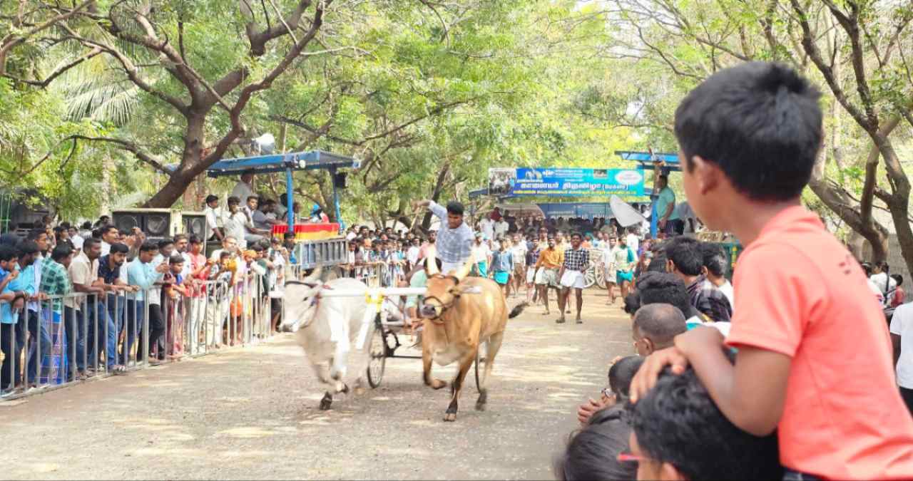 கொங்கு நிலமும் ரேக்ளா பந்தயமும்! | famous rakla race in kongu region on ...