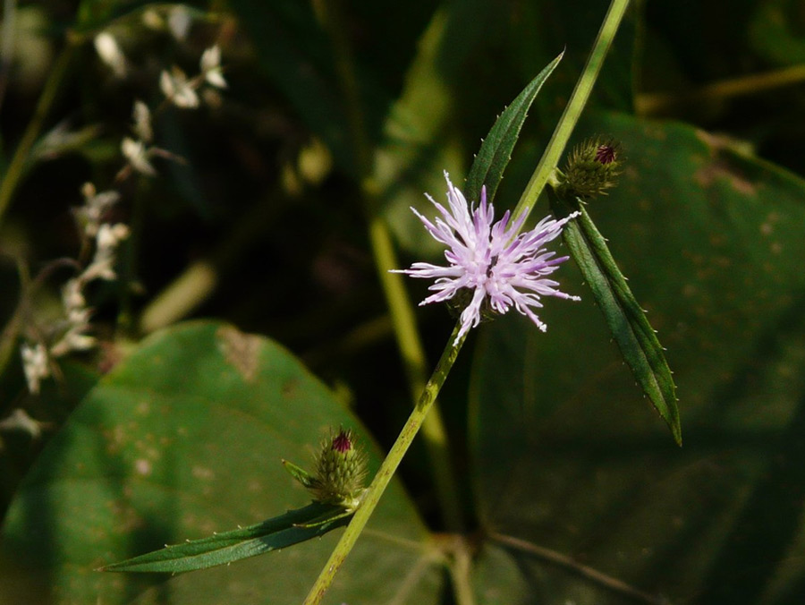 Brahmadandi: बेहद गुणकारी है ब्रह्मदण्डी का प्लांट, घर पर इस तरह लगाएं ...