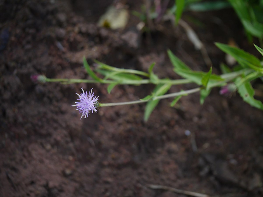 Brahmadandi: बेहद गुणकारी है ब्रह्मदण्डी का प्लांट, घर पर इस तरह लगाएं ...