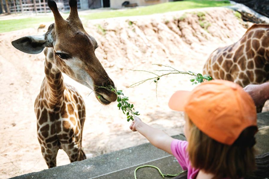 फैमिली के साथ चिड़ियाघर घूमने का बनाया है मन तो इन छोटी-छोटी बातों का ...