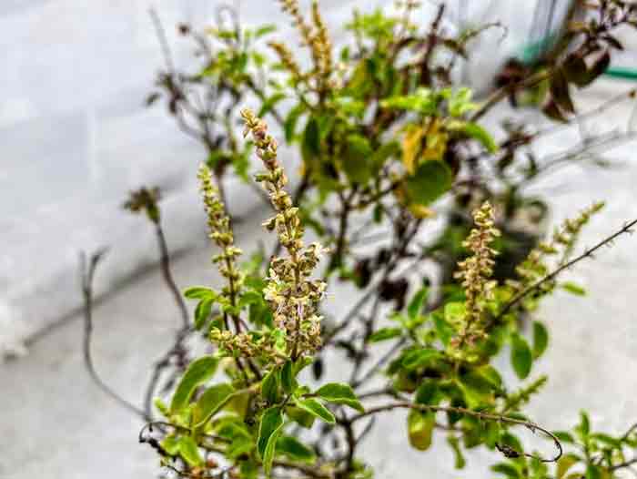Tulsi Vastu Remedies: सूखे हुए तुलसी के पौधे को फेंकने के बजाय करें ये ...