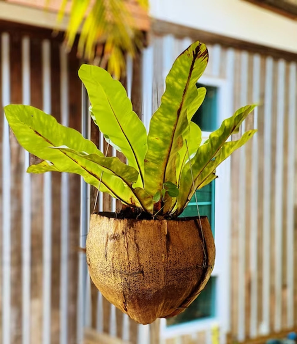 क्या आप भी पानी पीने के बाद फेंक देते हैं नारियल? ऐसे करें रीयूज | how ...