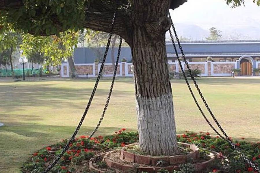 आखिर क्यों करीब 125 सालों से जंजीरों में कैद है ये पेड़, क्या है इसके ...