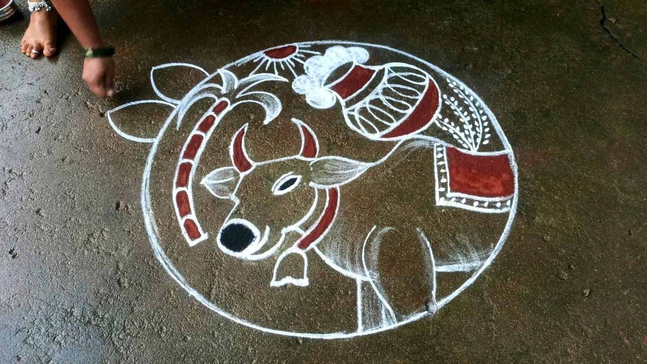Cow Rangoli Design For Mattu Pongal: मट्टू पोंगल पर ट्राई करें गाय और ...