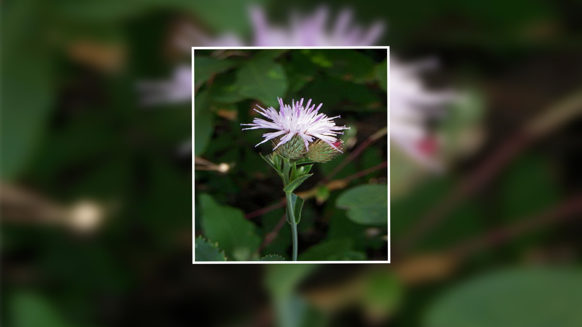 Brahmadandi: बेहद गुणकारी है ब्रह्मदण्डी का प्लांट, घर पर इस तरह लगाएं ...