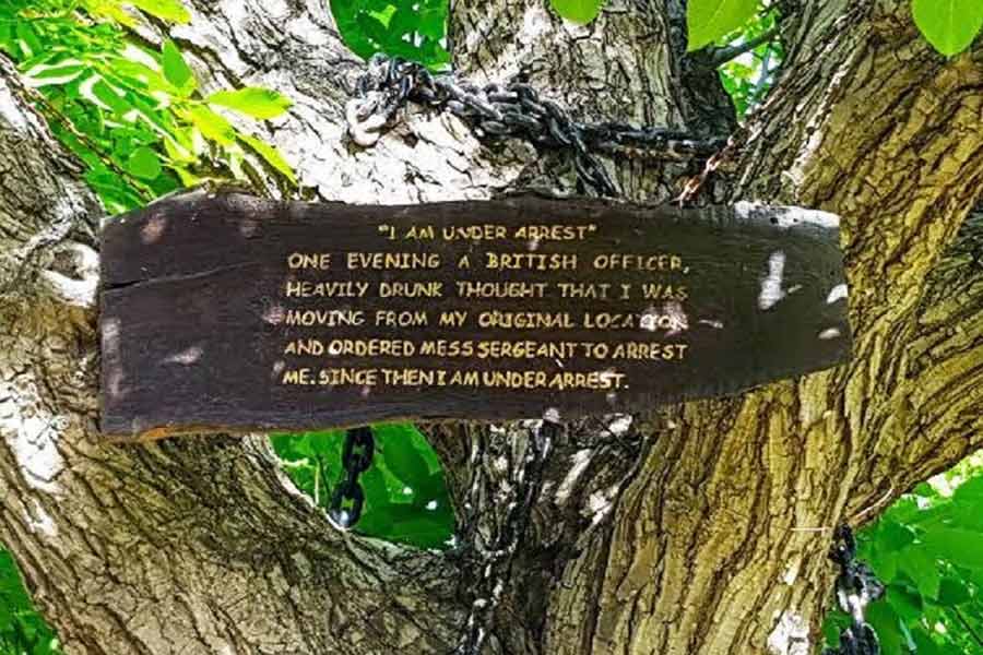 आखिर क्यों करीब 125 सालों से जंजीरों में कैद है ये पेड़, क्या है इसके ...