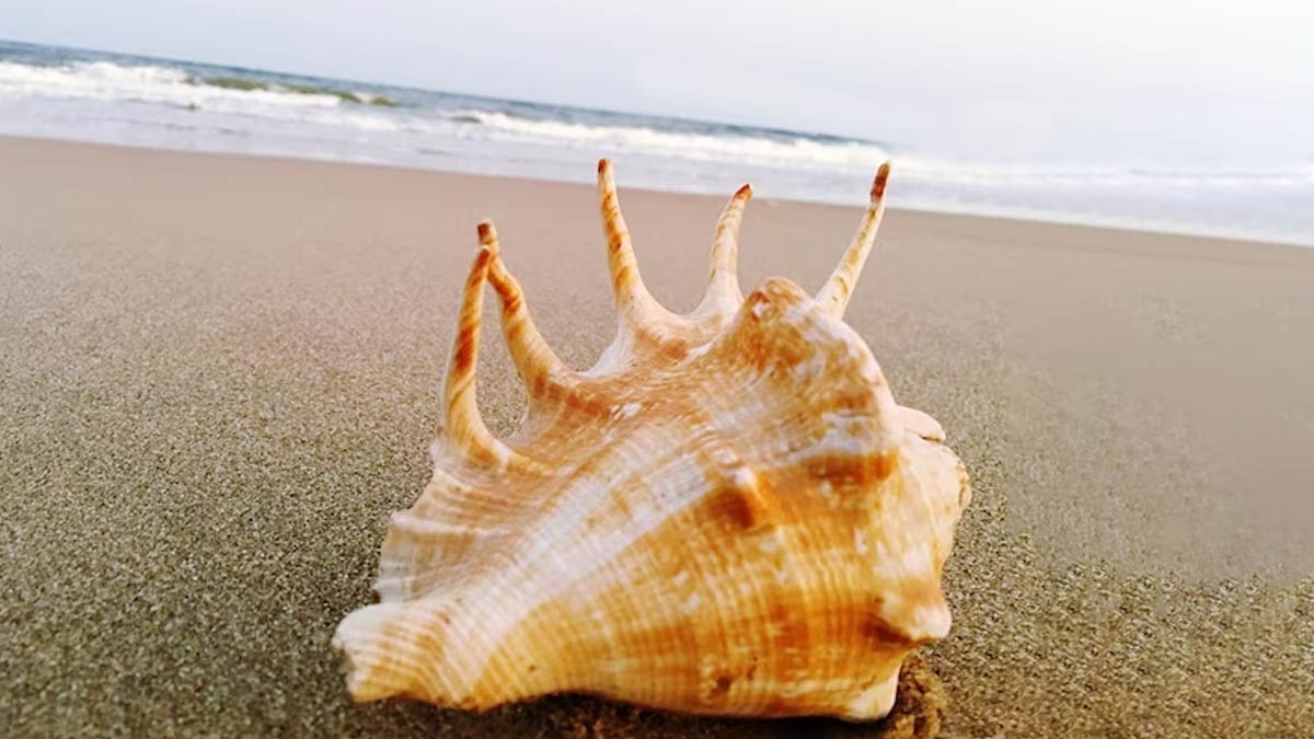 क्या घर में रख सकते हैं पाञ्चजन्य शंख?