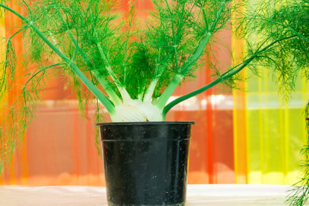 How To Grow Fennel In Pots: A Complete Guide For Home Gardeners ...