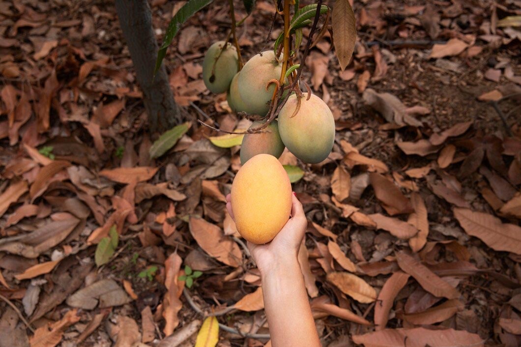 How To Grow A Mango Tree From Cuttings: Your Guide To Growing Mangoes ...