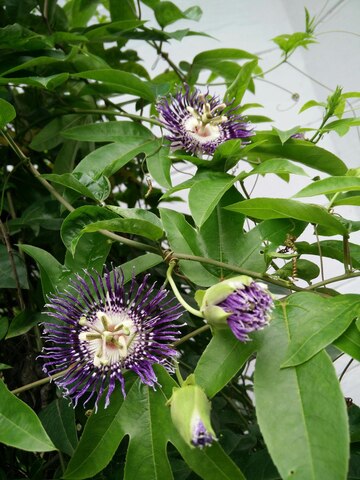 पर्पल और व्हाइट कलर के फूलों से खिल उठेगा आपका गार्डन, जानें कैसे लगाएं ...