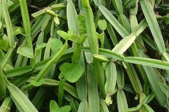 உடைந்த எலும்புகளை சரிசெய்யும் வச்சிரவல்லி செடி தெரியுமா?- நன்மைகள் ...