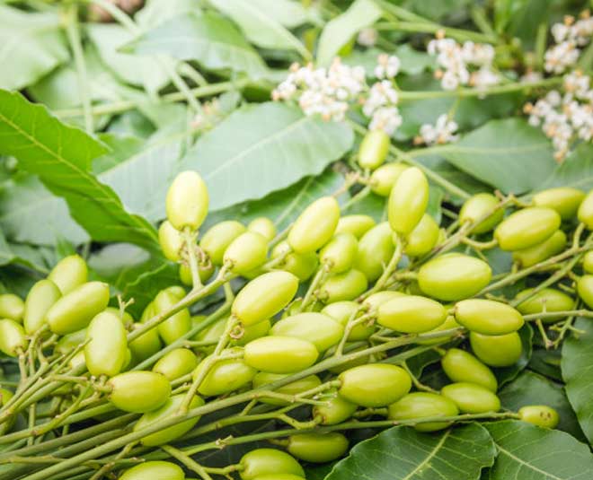 छोटा सा दिखने वाला यह फल सेहत को पहुंचाता है ढेरों लाभ | how nimboli is ...