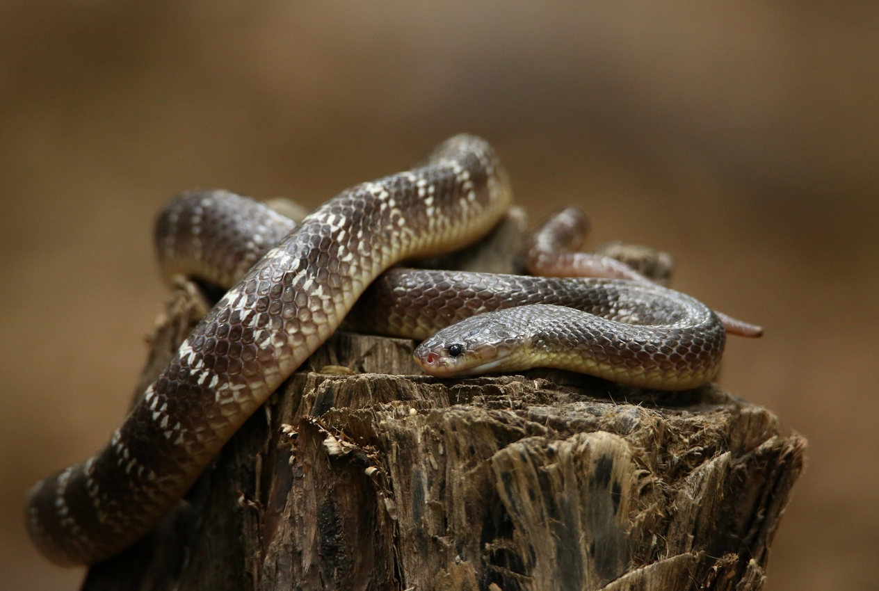 World Snake Day: List Of Snakes That Are Not Poisonous | Herzindagi