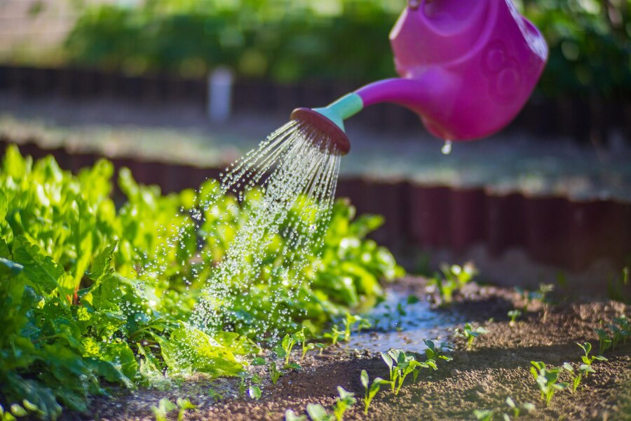गर्मियों में जा रहे हैं छुट्टियों पर और पौधों की है चिंता, तो इस ट्रिक ...