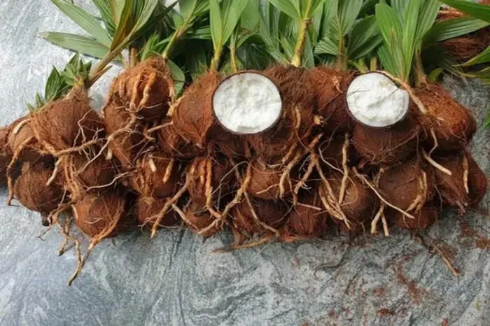 Coconut Flower Benefits: தேங்காய் பூ சாப்பிடுவதால் கிடைக்கும் நன்மைகள் ...