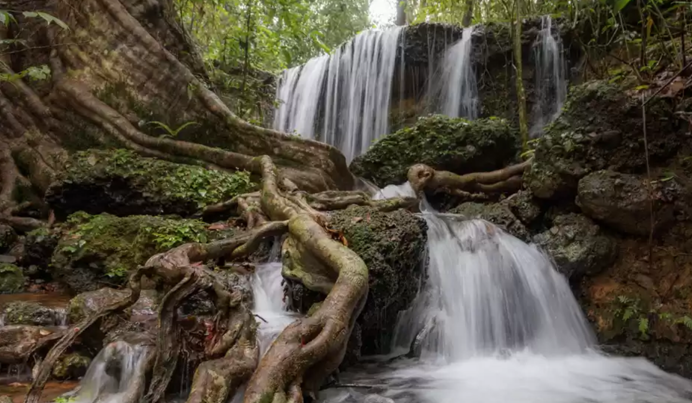 5 Forests In India That You Can Visit In Monsoons | Herzindagi