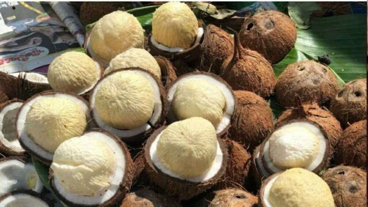 Coconut Flower Benefits: தேங்காய் பூ சாப்பிடுவதால் கிடைக்கும் நன்மைகள் ...