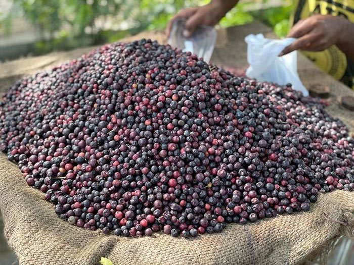 गर्मियों में मिलता है यह फल, दूर-दूर से लोग आते हैं इसका स्वाद चखने ...