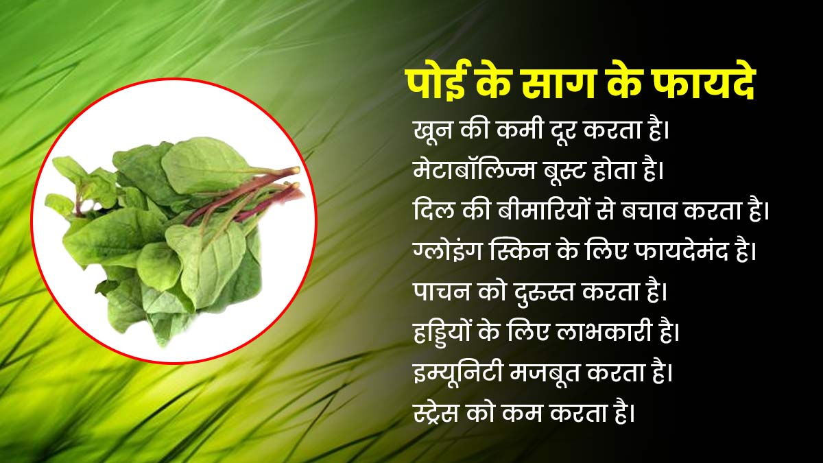 Poi Saag Ke Fayde Upyog Or Nuksan सेहत का खजाना है पोई का साग जानें